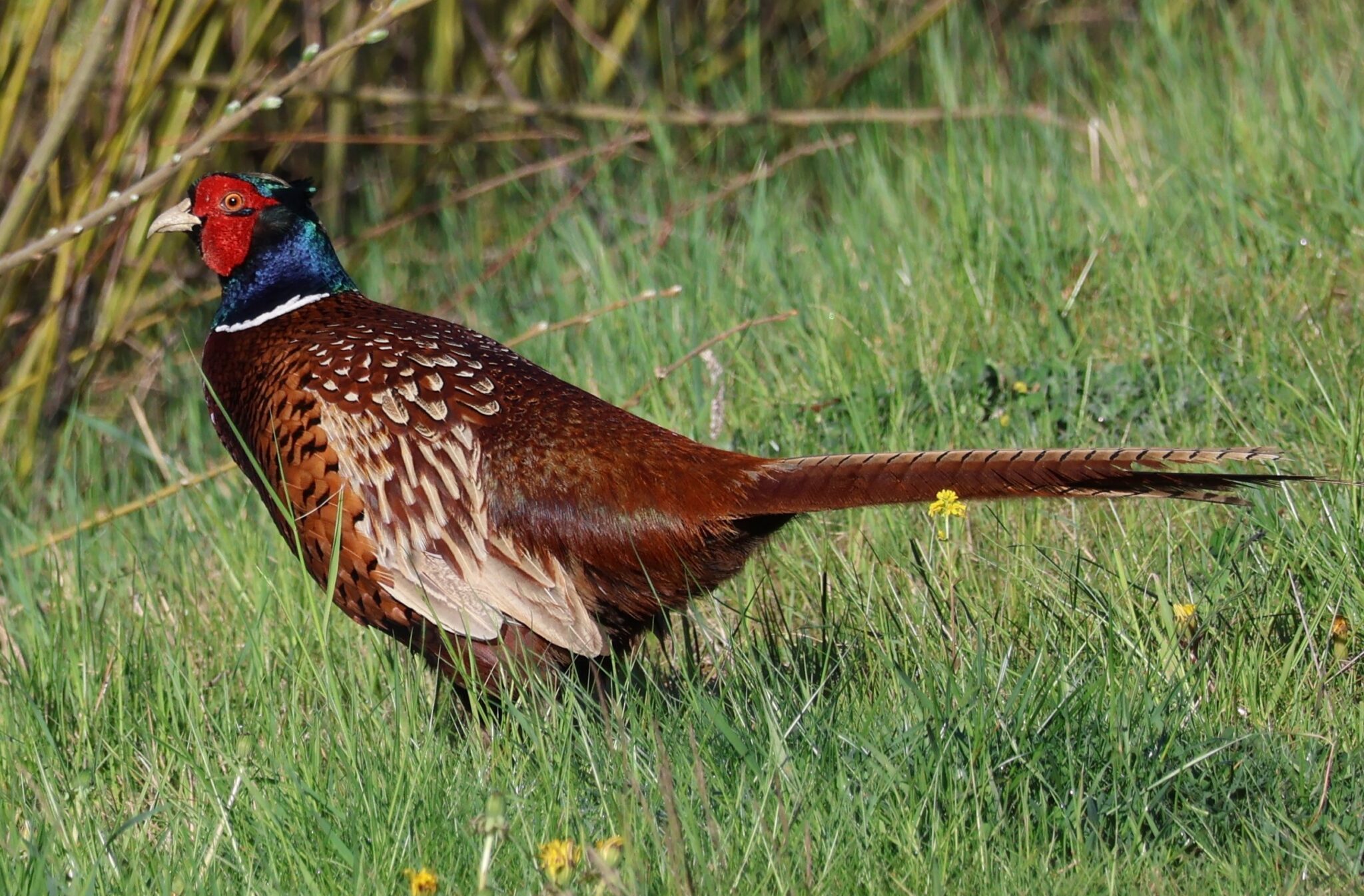Birds - The worldwide Volvo 1800 registry