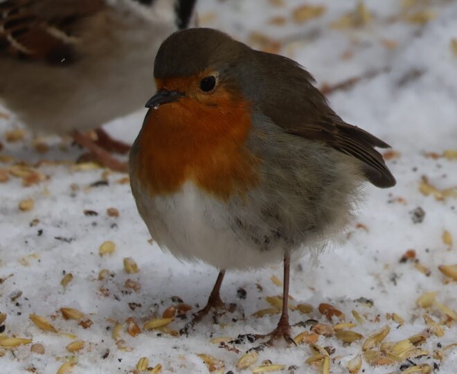 Rödhake - Volvo 1800 Pictures and global register