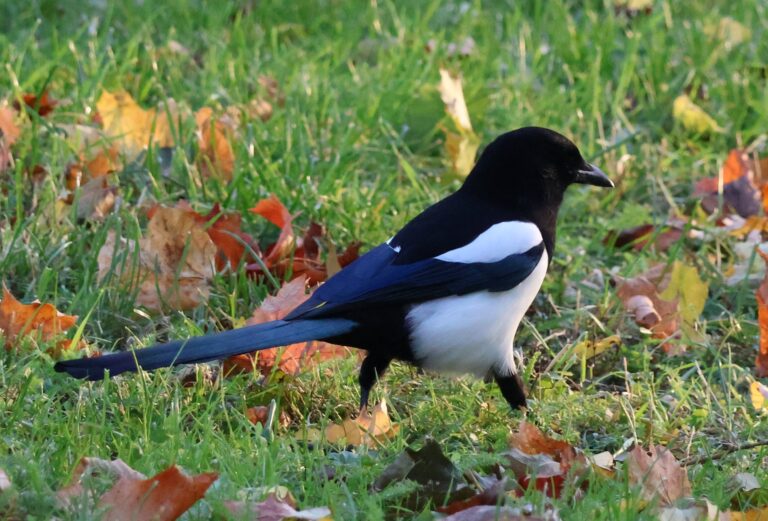 Skata - Volvo 1800 and Amazon register