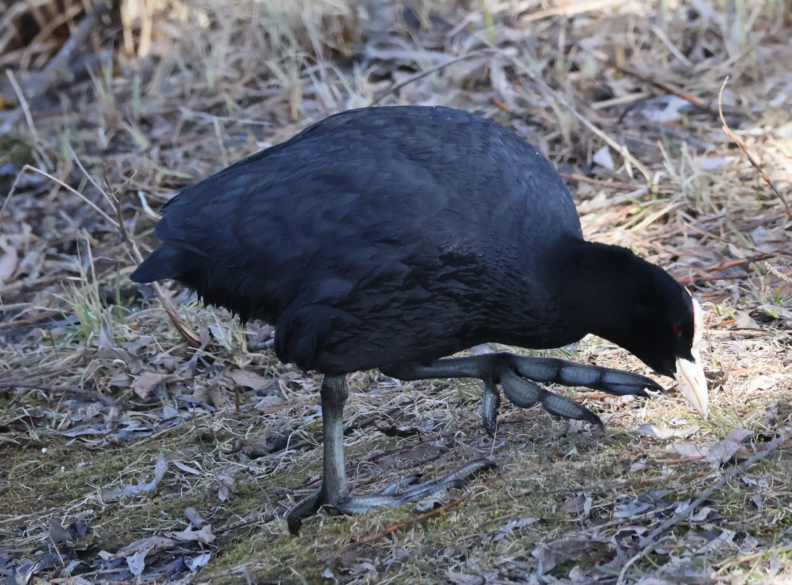 Sothöna - Volvo 1800 Pictures and global register